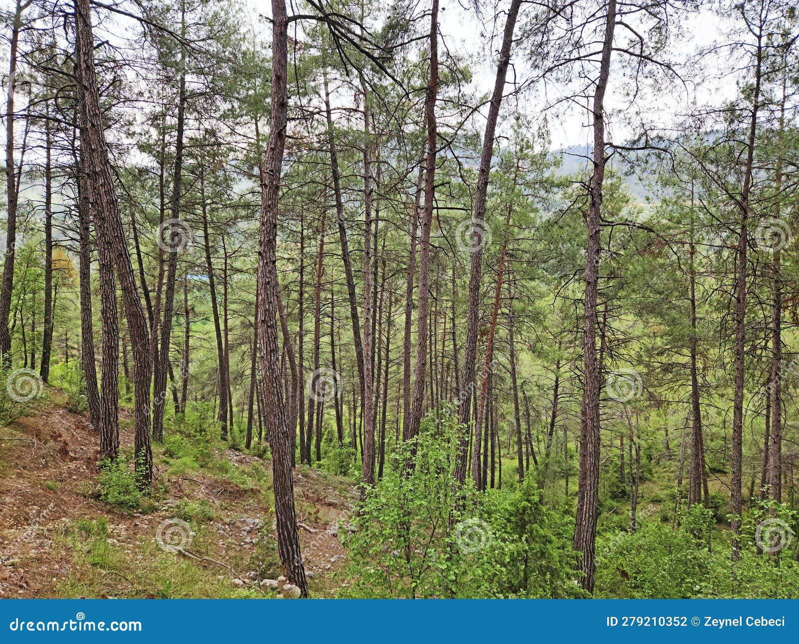 Turkish Pine Trees in a Forest Stock Photo - Image of branch, woodland ...
