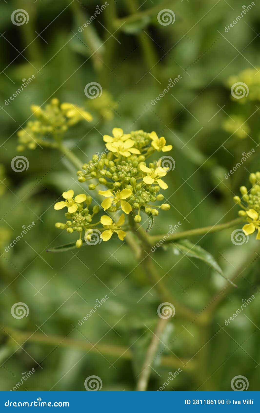 Turkish rocket stock photo. Image of turkish, warted - 281186190