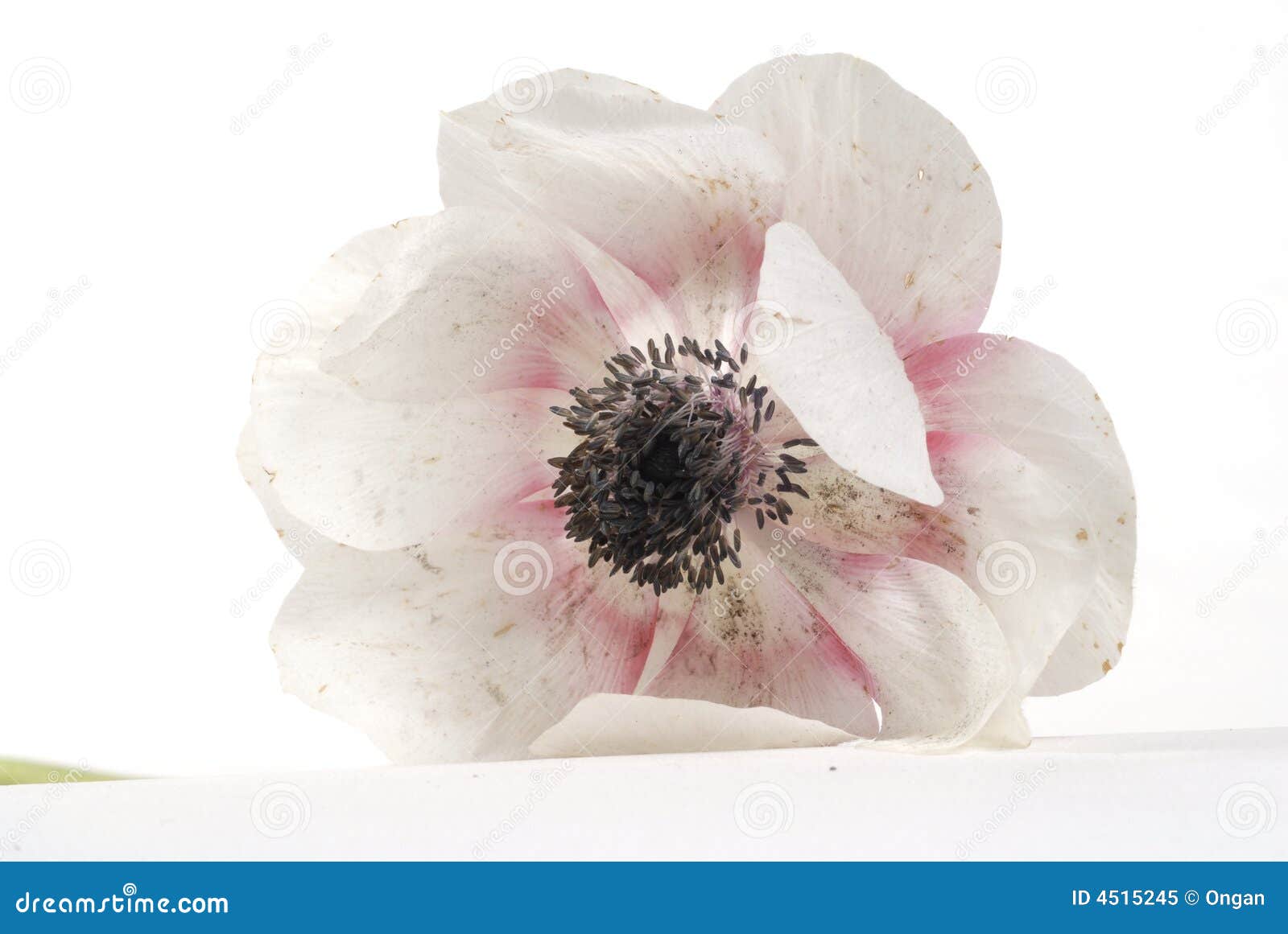 Turkish rose stock image. Image of greeting, holiday, turkish - 4515245