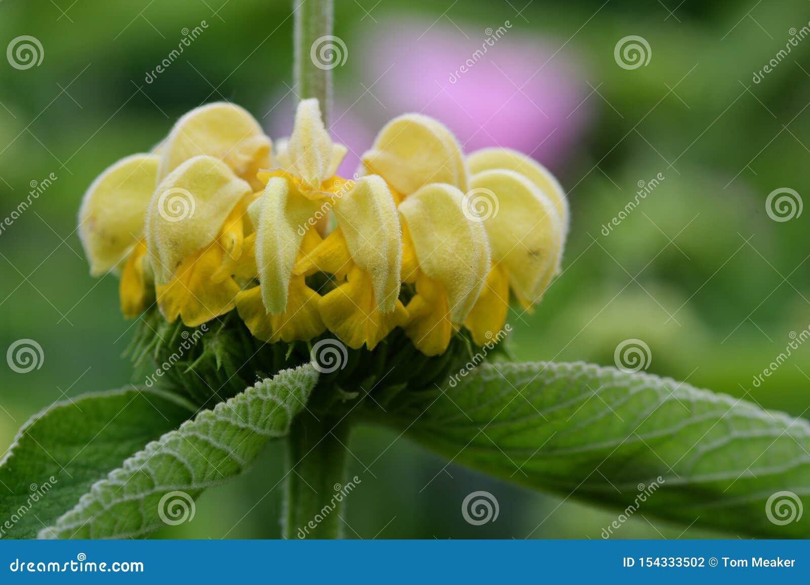 Turkish Sage Phlomis Russeliana Stock Photo - Image of closeup, fresh ...