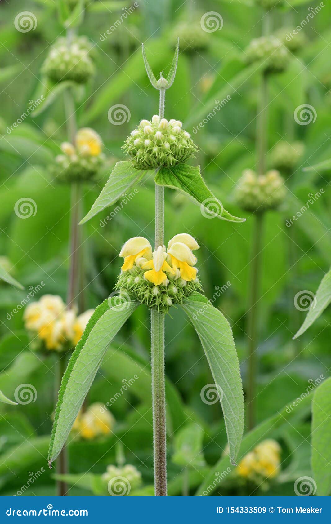 Turkish Sage Phlomis Russeliana Stock Image - Image of closeup ...