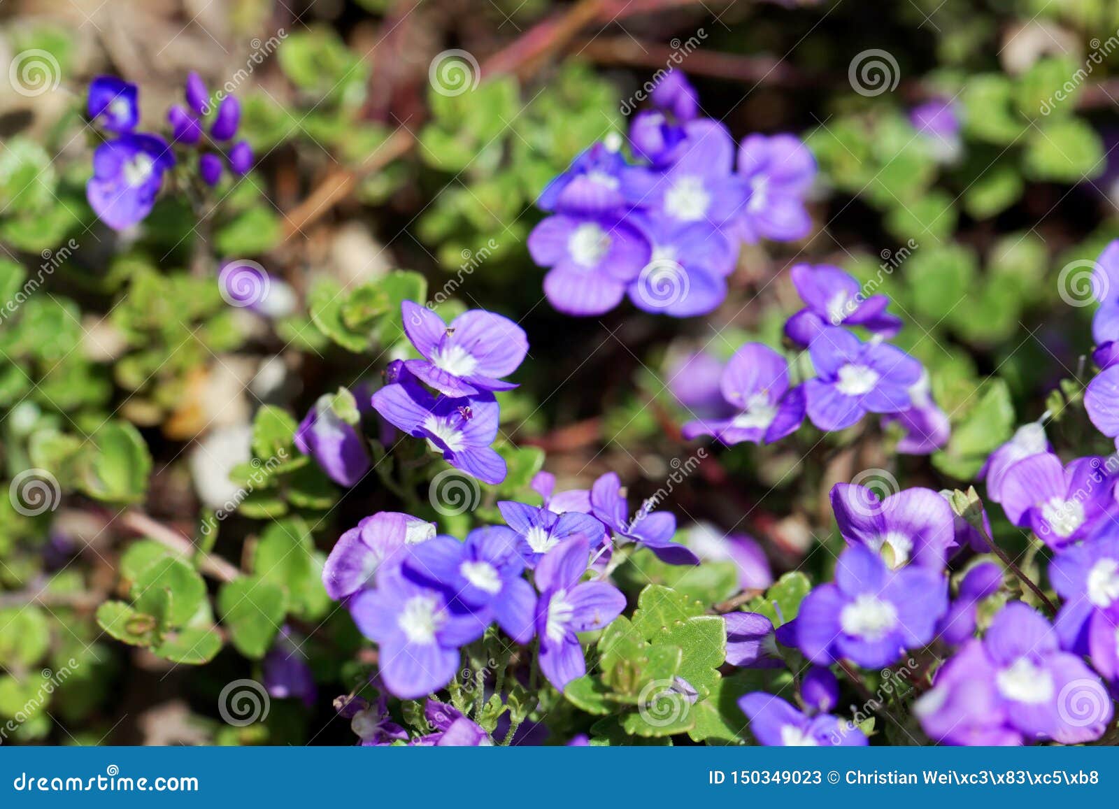 Turkish Speedwell, Veronica Liwanensis Stock Image - Image of beauty ...