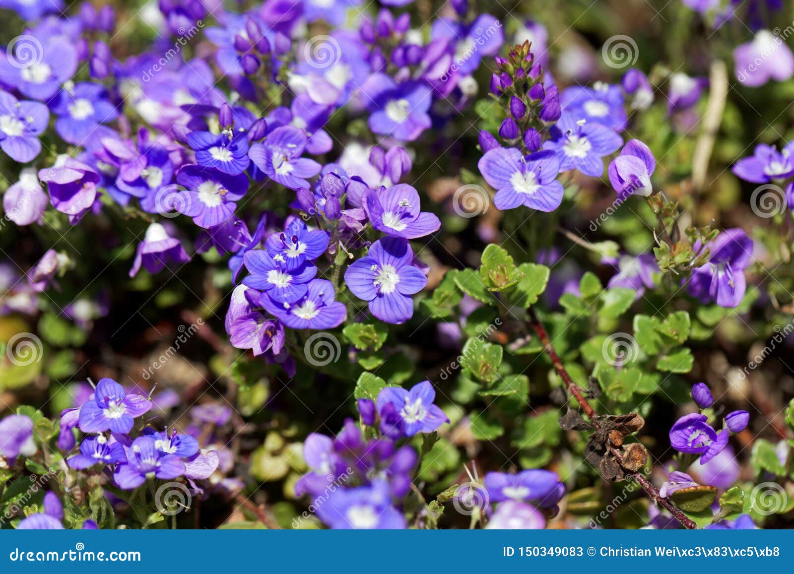 Turkish Speedwell, Veronica Liwanensis Stock Image - Image of field ...