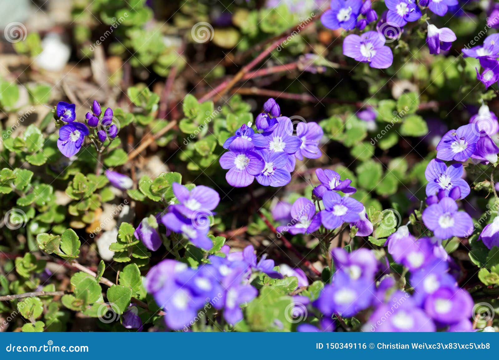 Turkish Speedwell, Veronica Liwanensis Stock Photo - Image of meadow ...