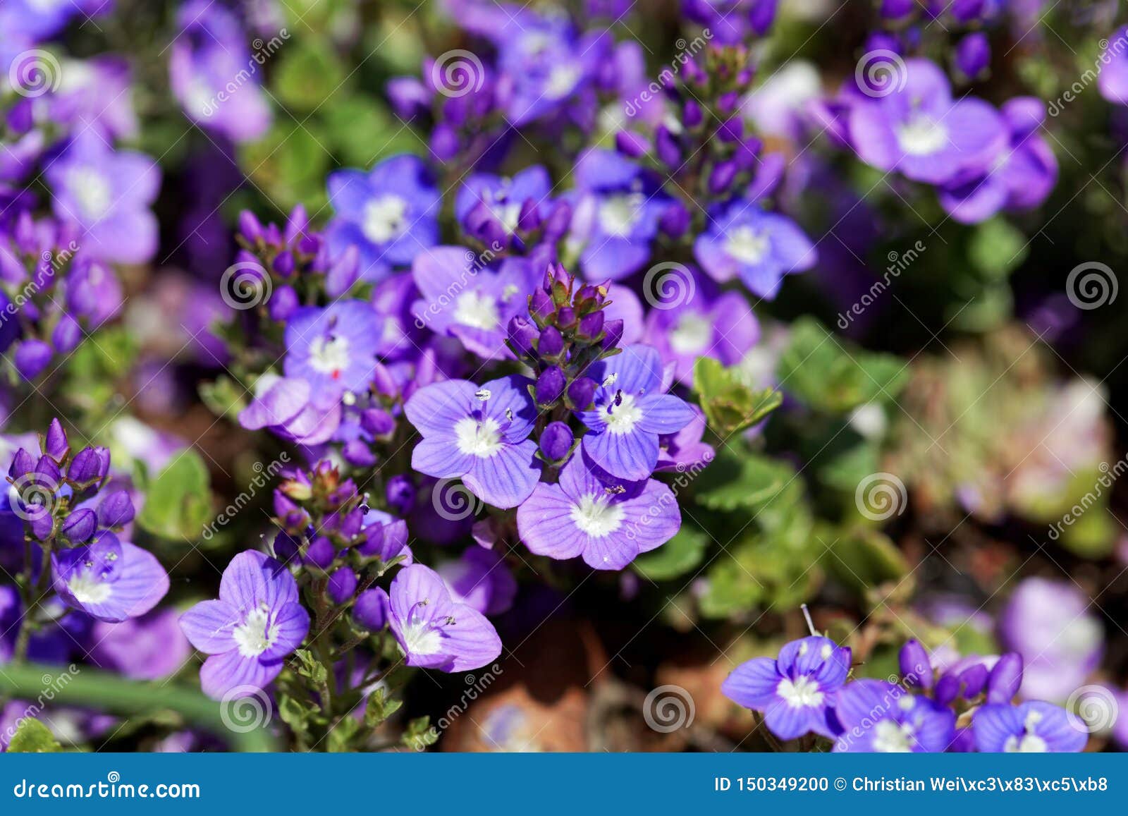 Veronica Liwanensis Stock Photos - Free & Royalty-Free Stock Photos ...