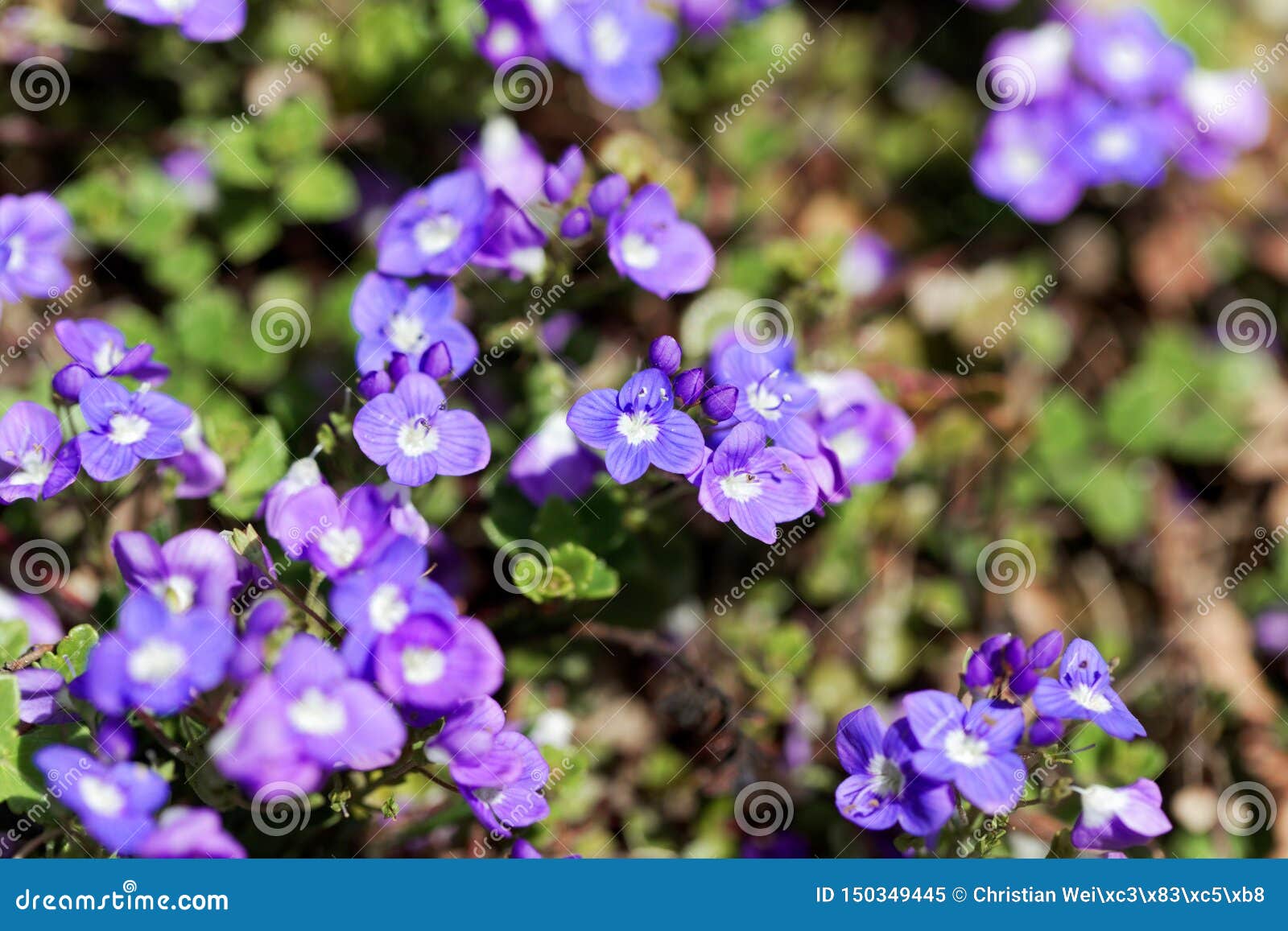 Turkish Speedwell, Veronica Liwanensis Stock Image - Image of natural ...