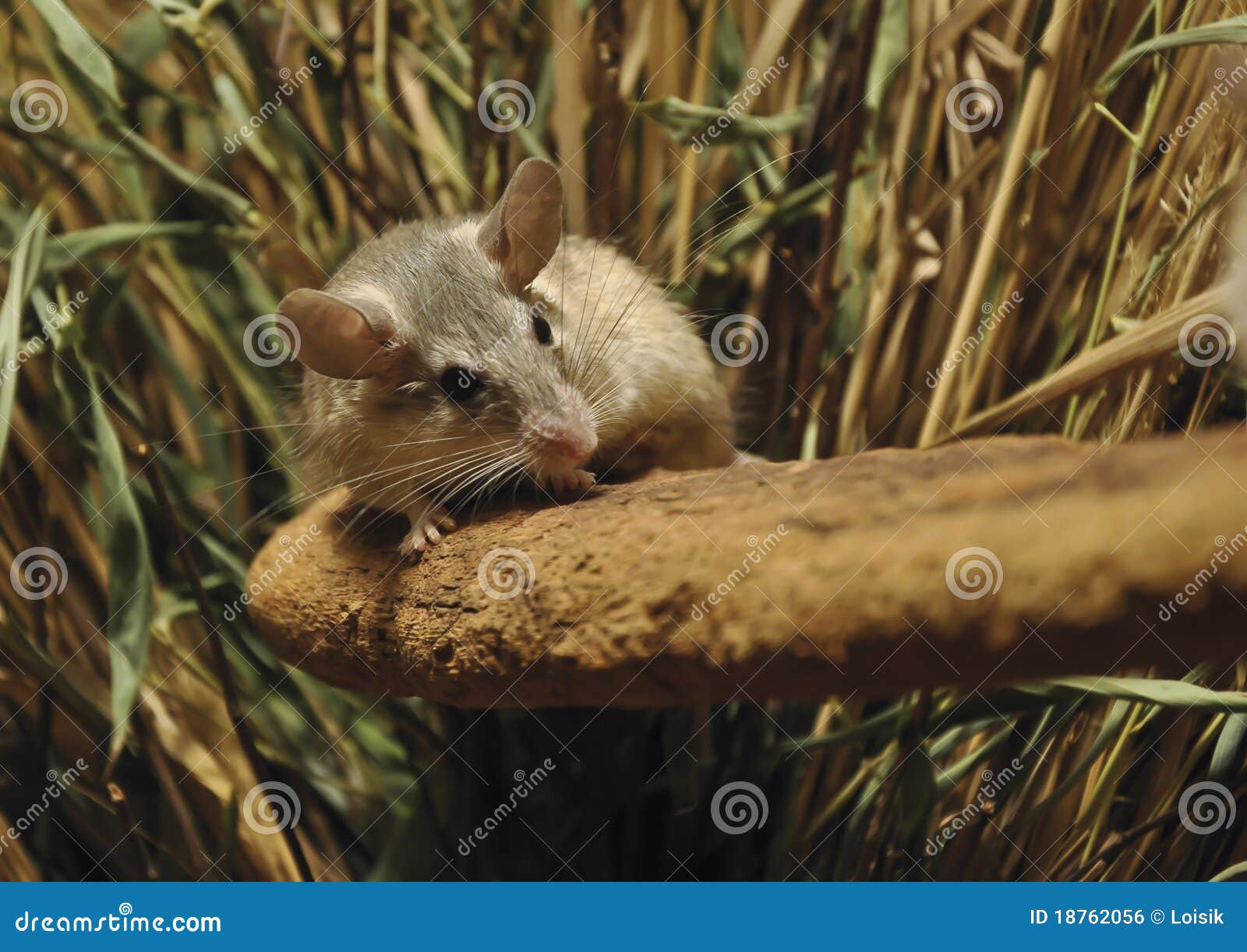 Turkish spiny mouse stock photo. Image of mice, light - 18762056
