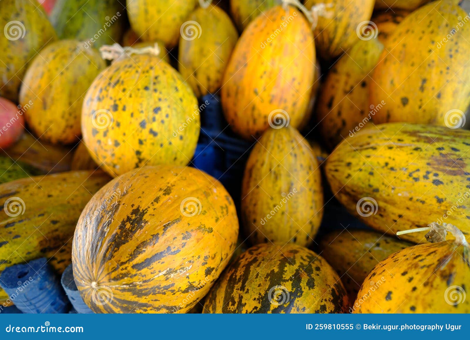 Turkish sugar melons stock image. Image of turkey, green - 259810555