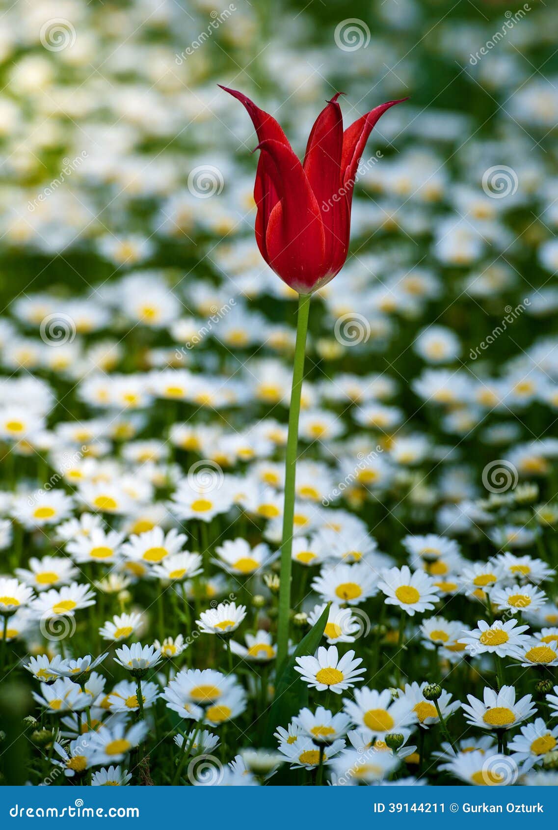 2,666 Turkish Tulip Stock Photos - Free & Royalty-Free Stock Photos ...