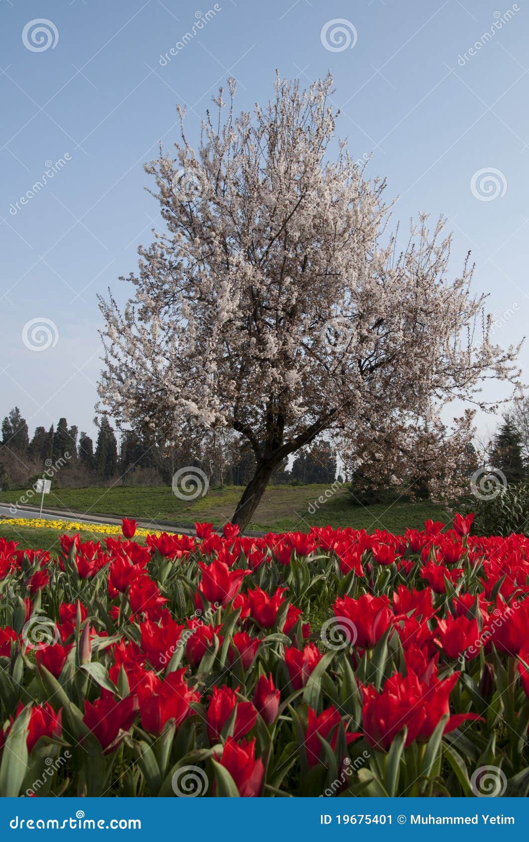 Turkish tulips stock image. Image of spring, flowers - 19675401