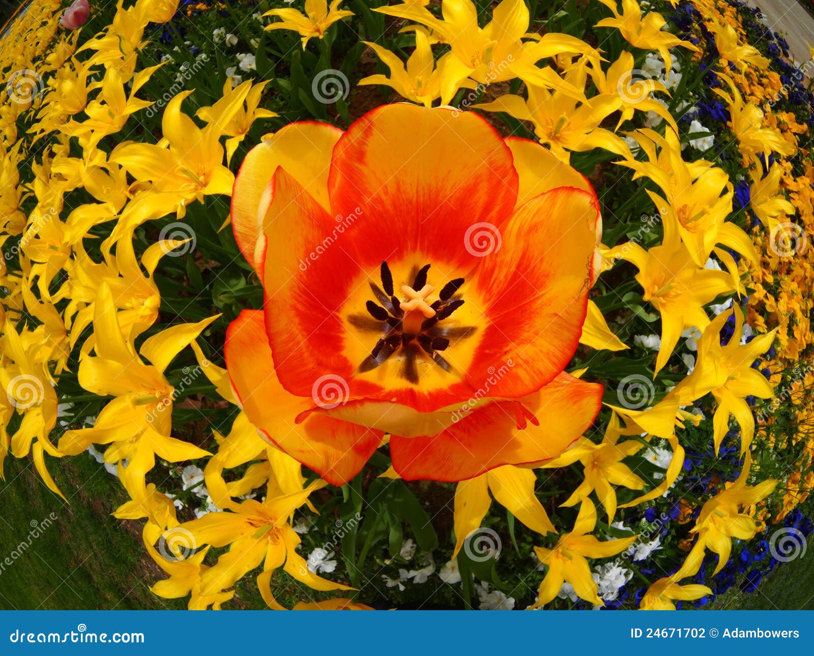 Turkish Tulips stock photo. Image of gulhane, park, turkey - 24671702
