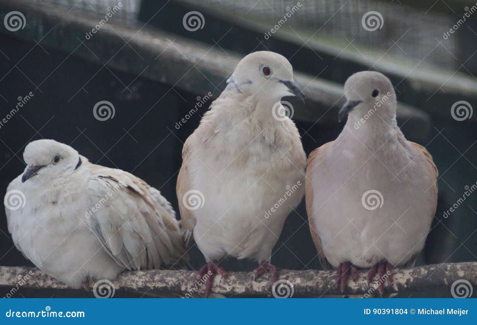 Kruger Dutch Reformed Church Stock Image | CartoonDealer.com #41285443