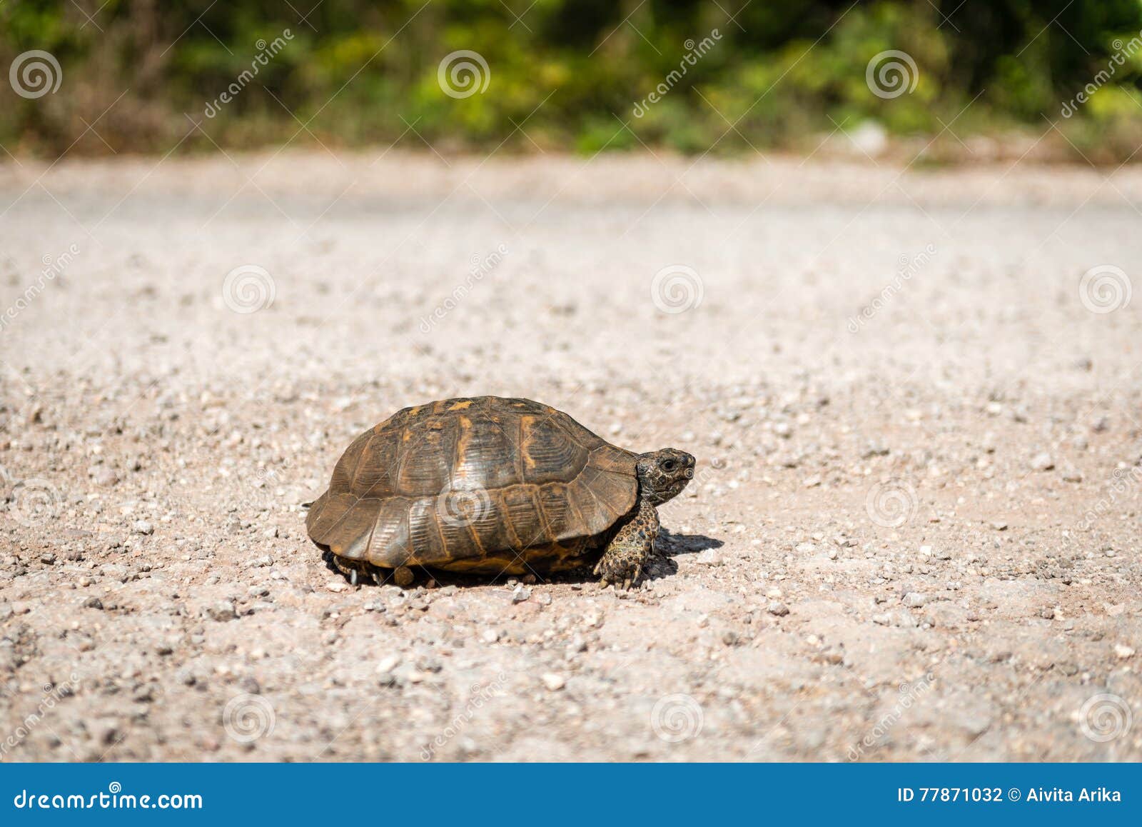 Turkish Turtle Under the Sun Stock Photo - Image of beautiful, carapace ...