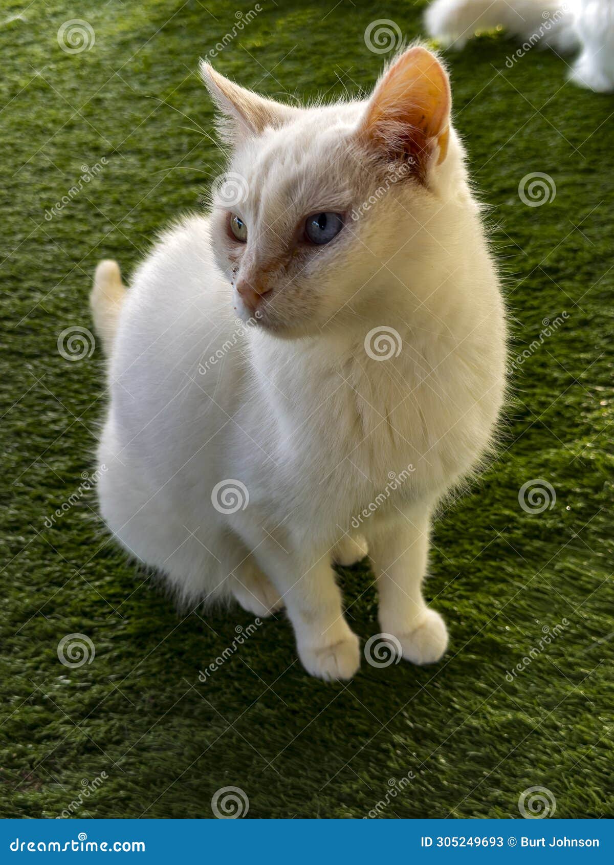 Turkish Van Cat with Each Eye a Different Color Stock Image - Image of ...