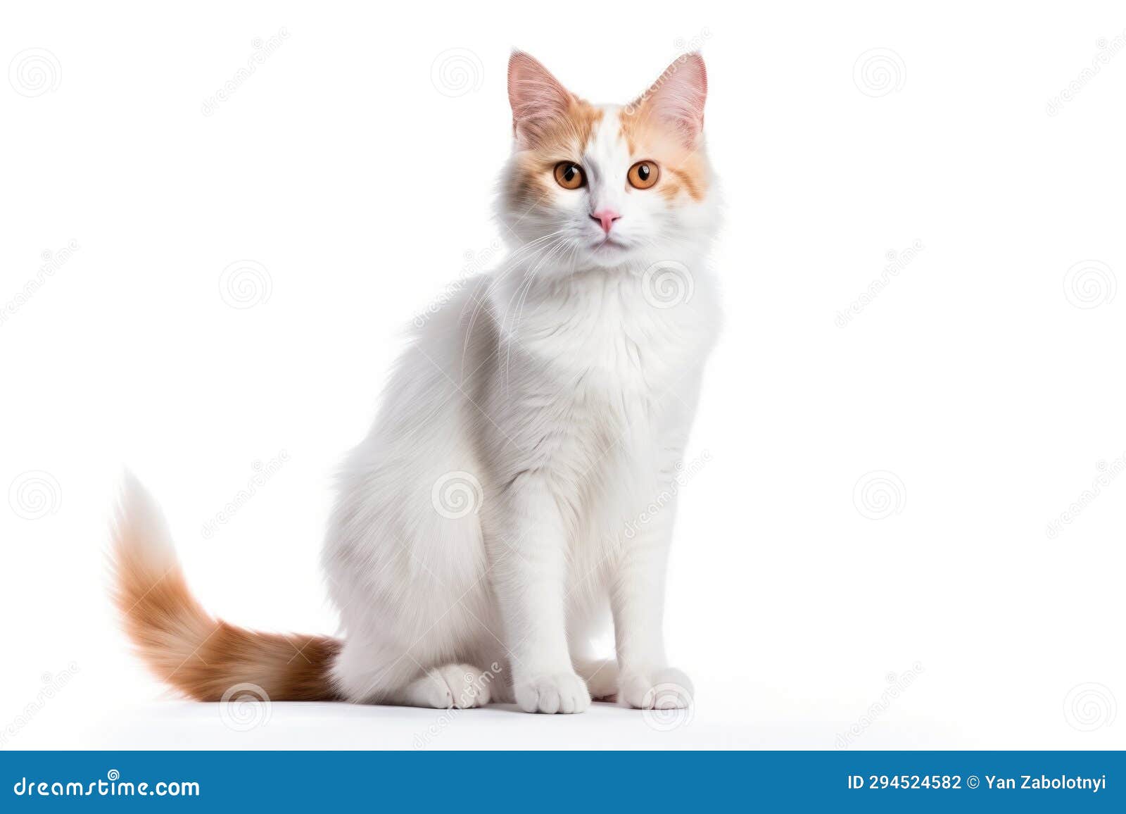 Turkish Van Cat Stands on a White Background Stock Illustration ...