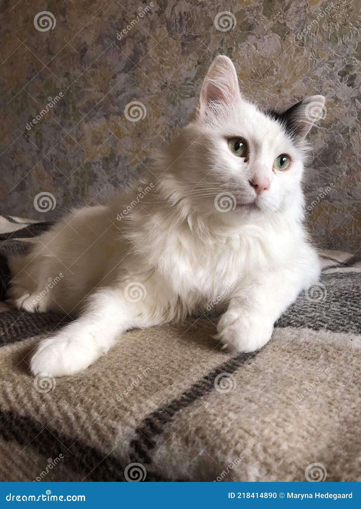 Black And White Turkish Van