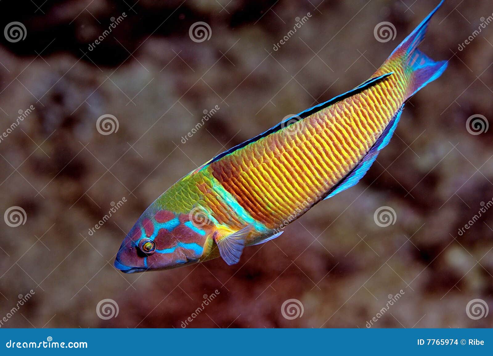 Turkish Wrasse Fish stock photo. Image of colorful, animal - 7765974