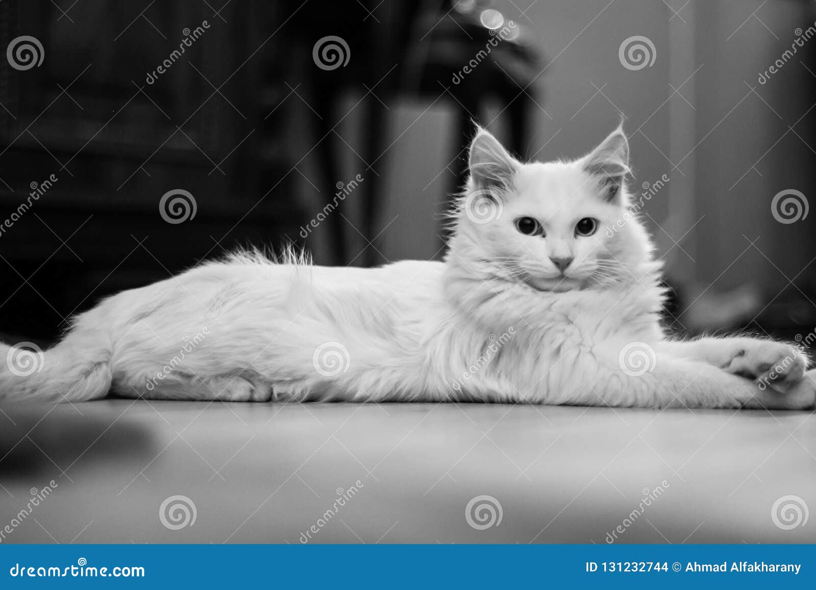 Turkisk angora- katt arkivfoto. Bild av gulligt, svart - 131232744