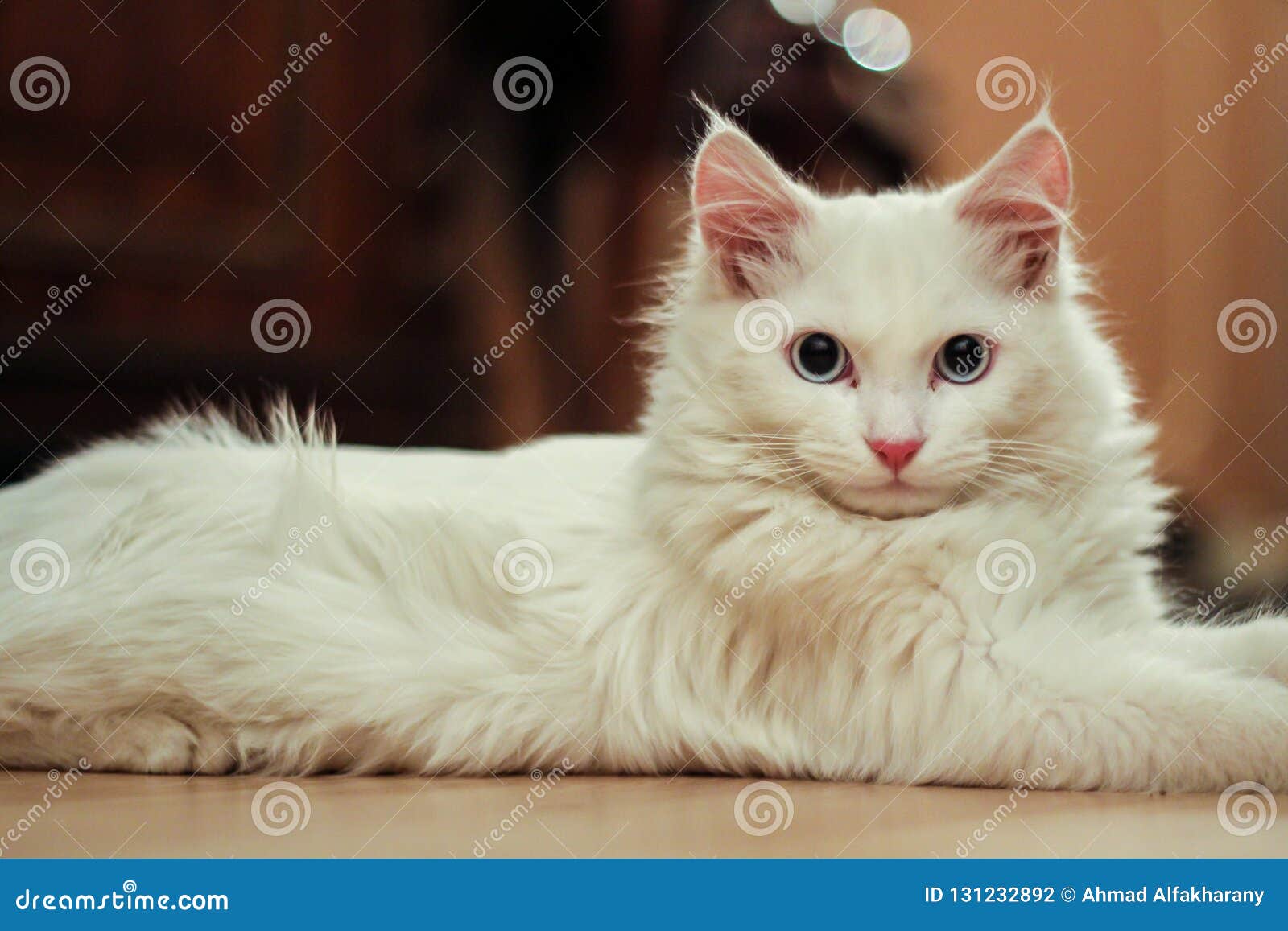 Turkisk angora- katt arkivfoto. Bild av pott, vitt, katt - 131232892