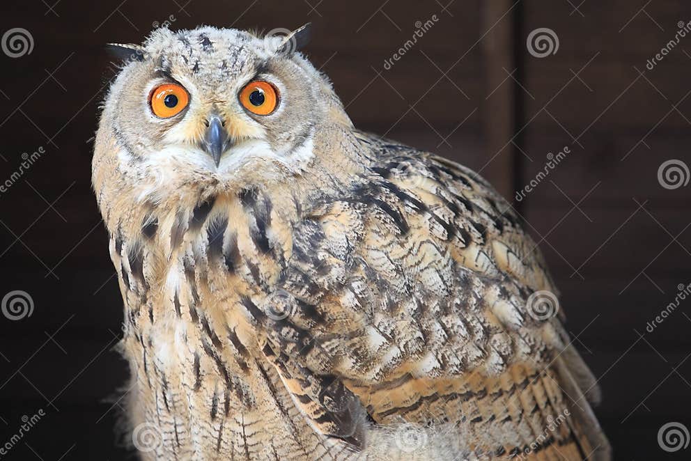 Turkmenian eagle owl stock image. Image of turkmenian - 31766445