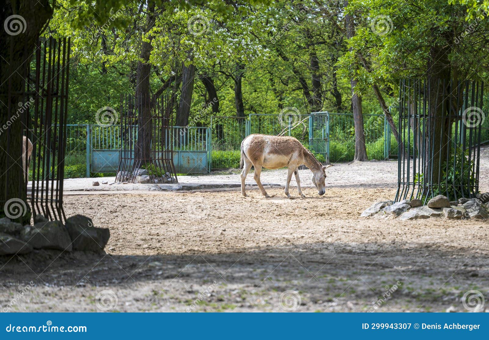 Turkmenian Kulan Walks in the Enclosure in the Forest Stock Image ...