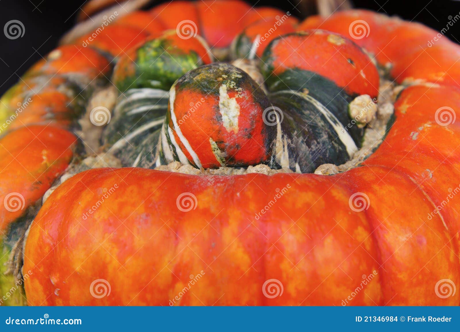 Turks Turban Pumpkin Places Stock Photo - Image of turks, vitamins ...
