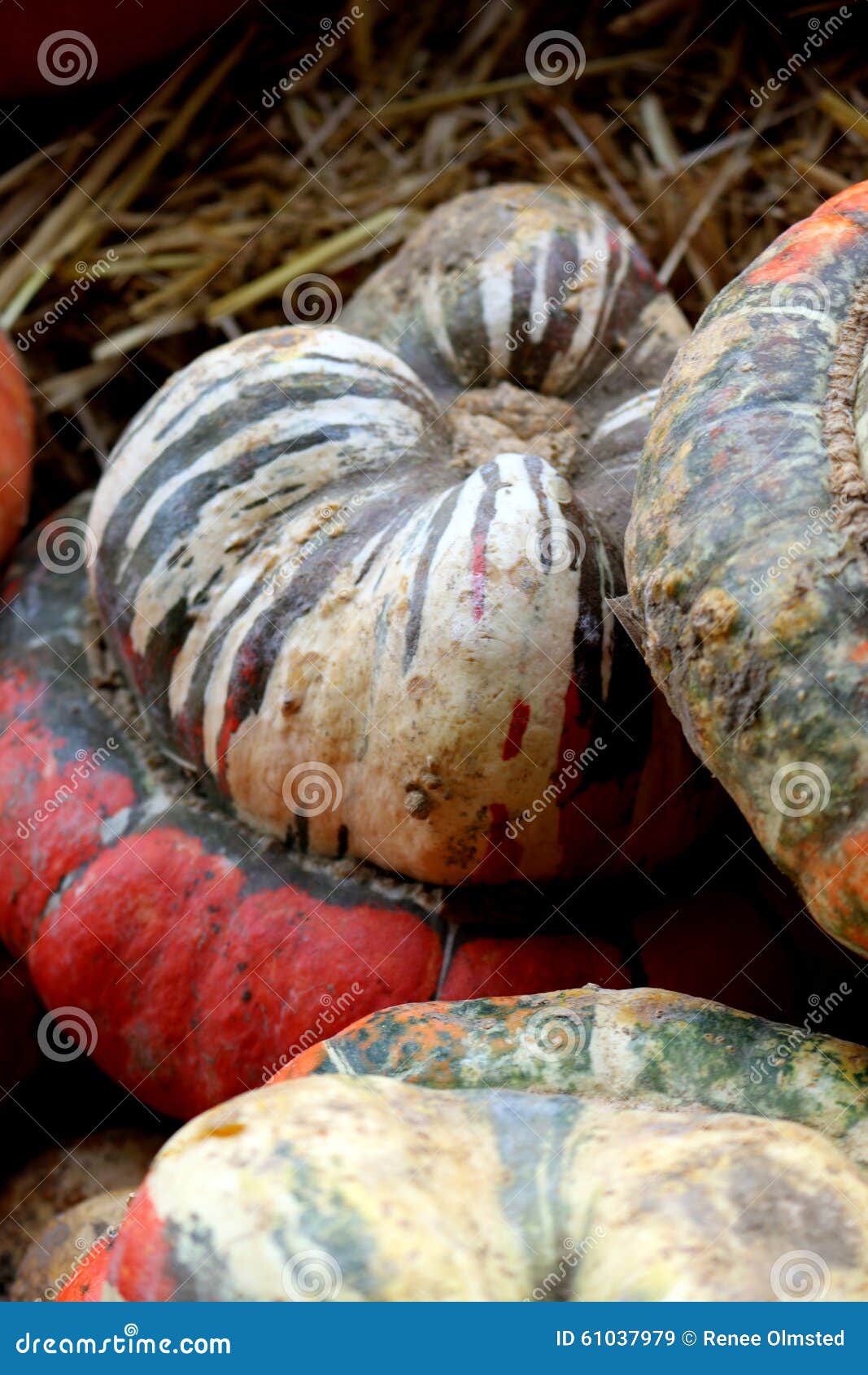 Turks Turban Squash stock image. Image of garden, gourd - 61037979