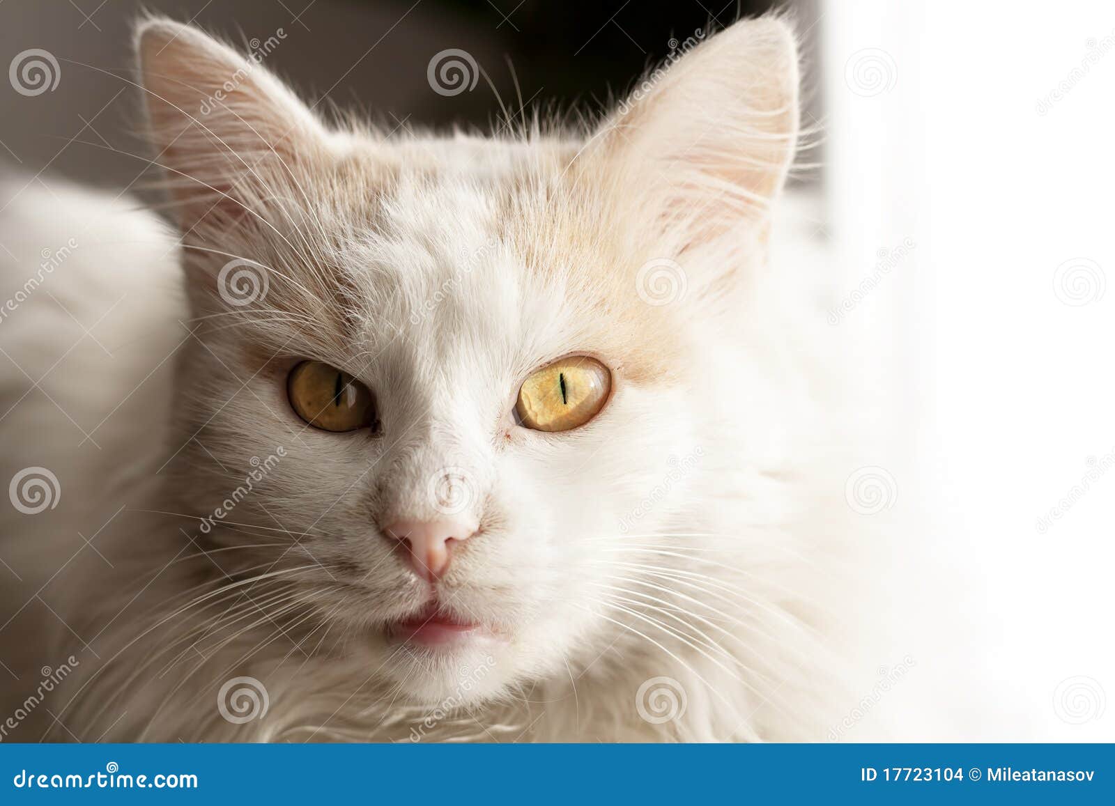 Turkse angora kat stock foto. Image of leuk, huisdier - 17723104