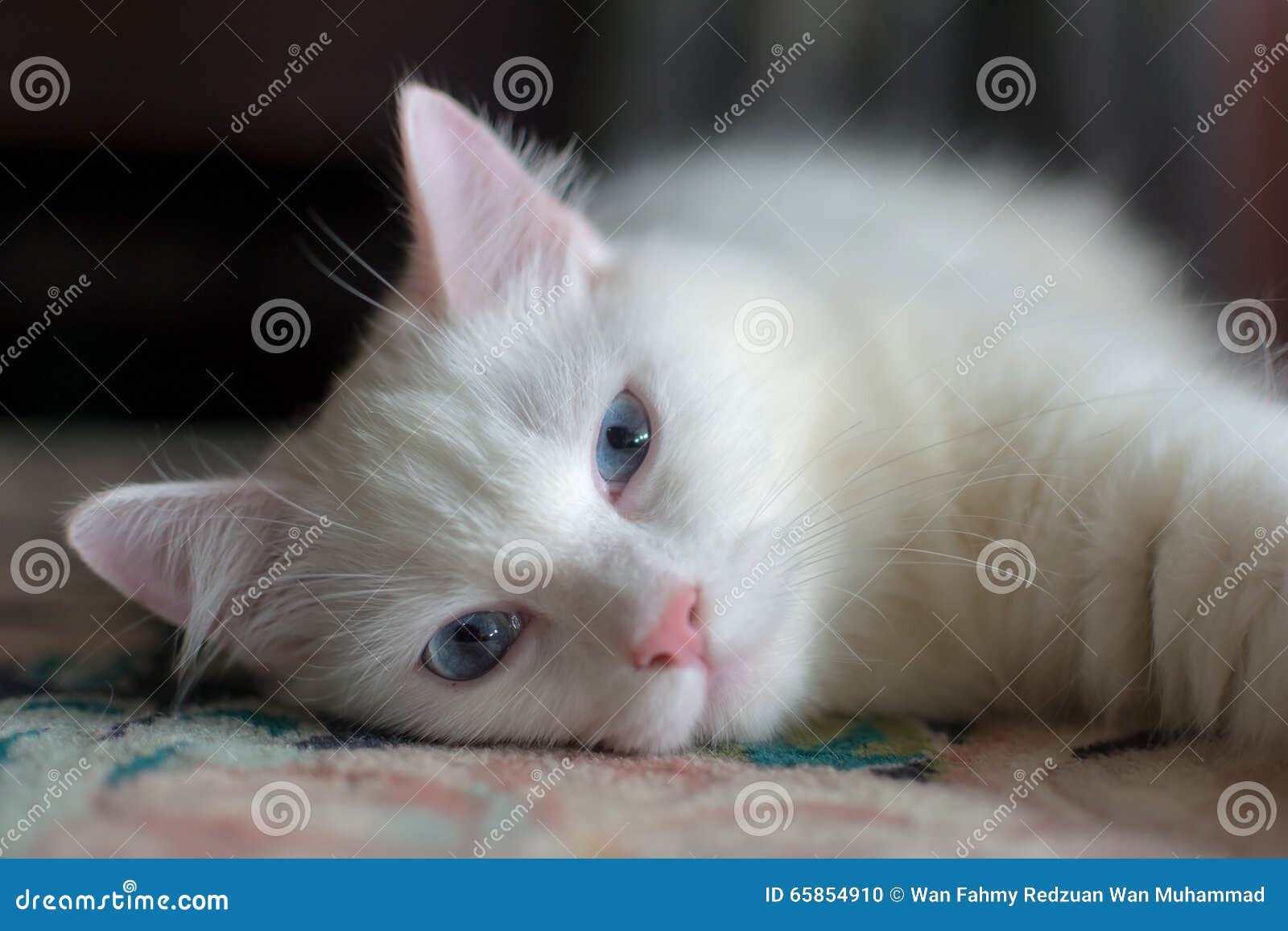 Turkse Angora Kat stock foto. Image of vermoeid, bakkebaarden - 65854910