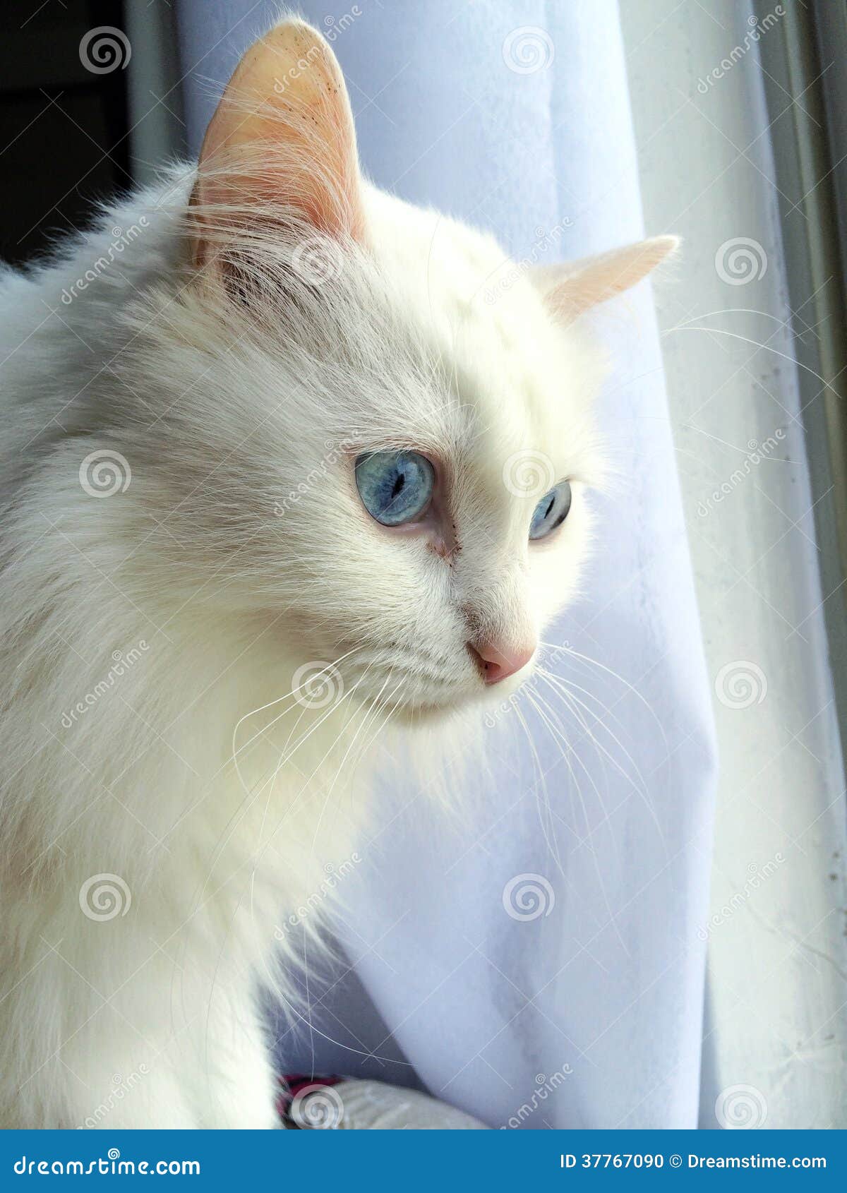 Turkse Angora Kat Met Blauwe Ogen Stock Foto - Image of turks, pluizig ...