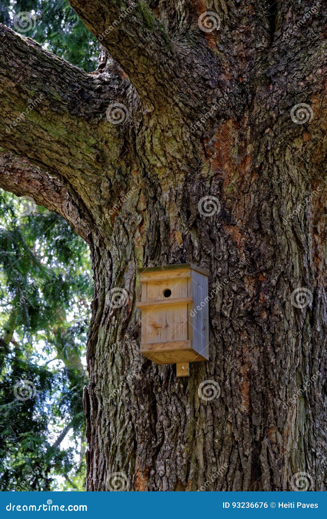 Turkse hazelaar stock foto. Image of hazelaar, vogel - 93236676