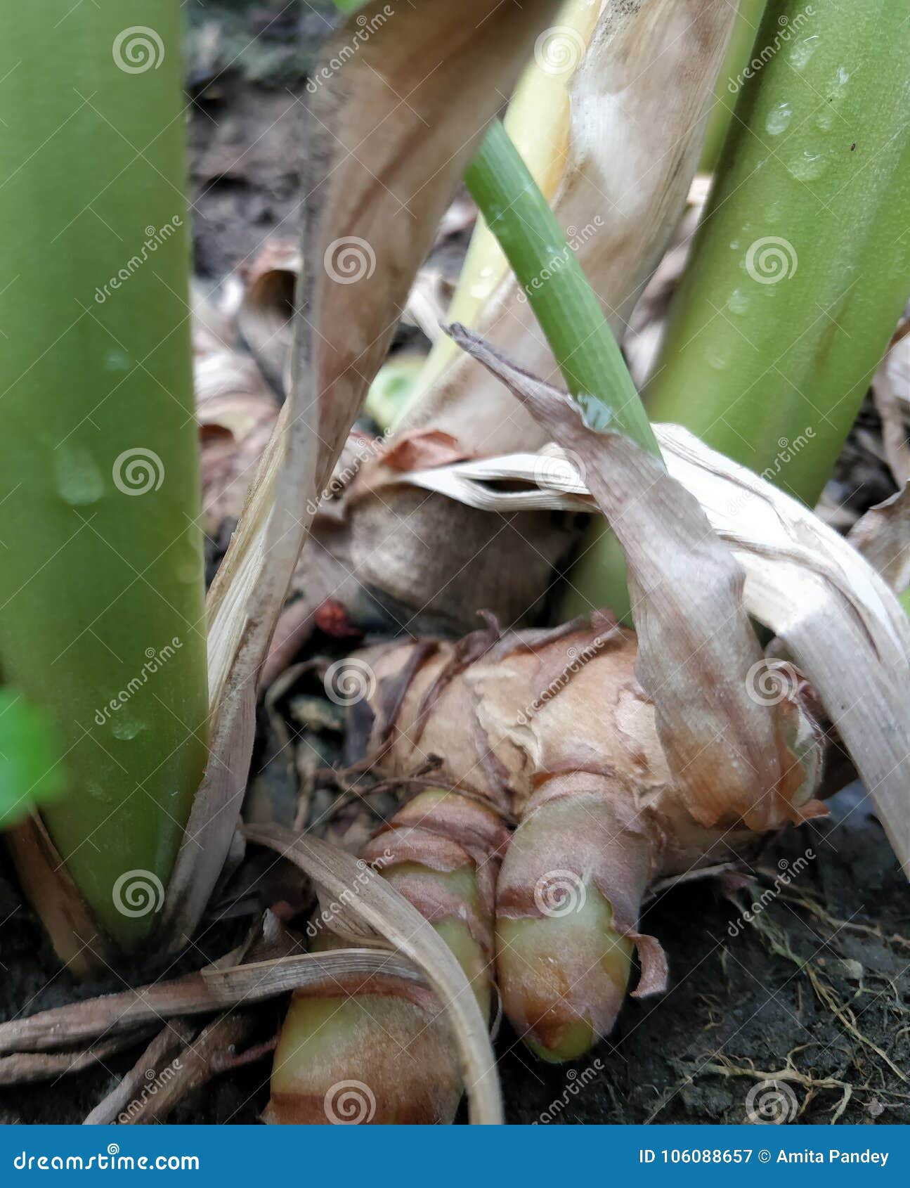 Haldi stock image. Image of haldi, turmeric, growing - 106088657