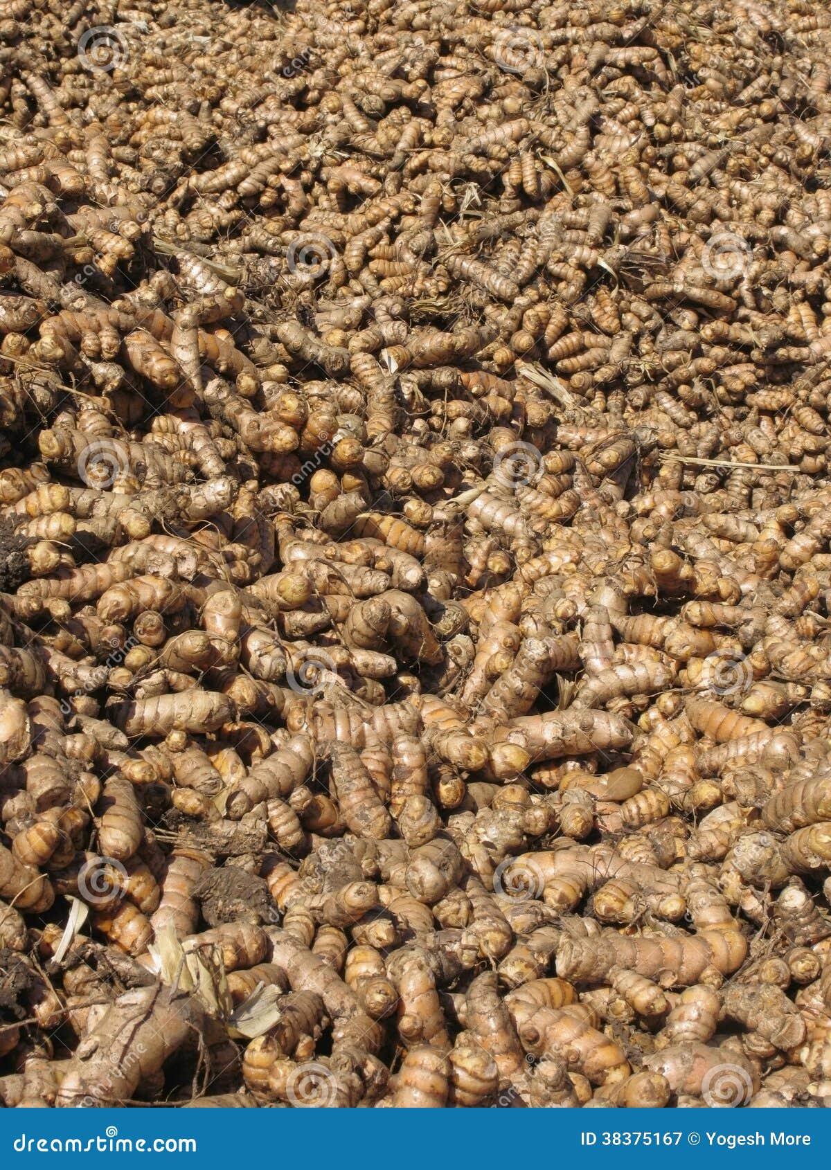 Turmeric, Curcuma longa stock image. Image of eatable - 38375167