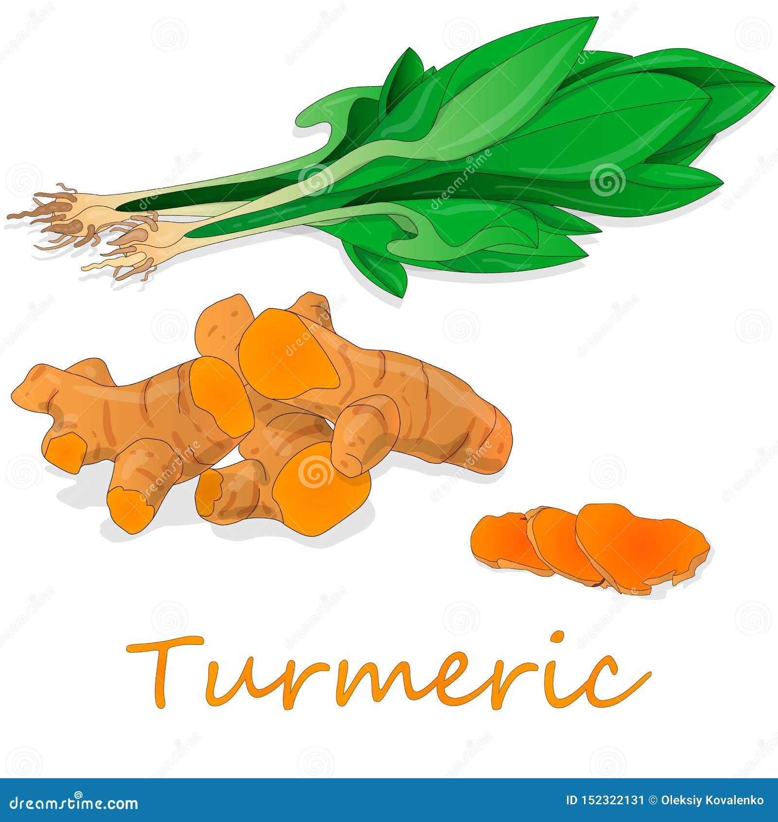 Turmeric Curcuma Longa Linn Powder and Root on White Background Vector ...