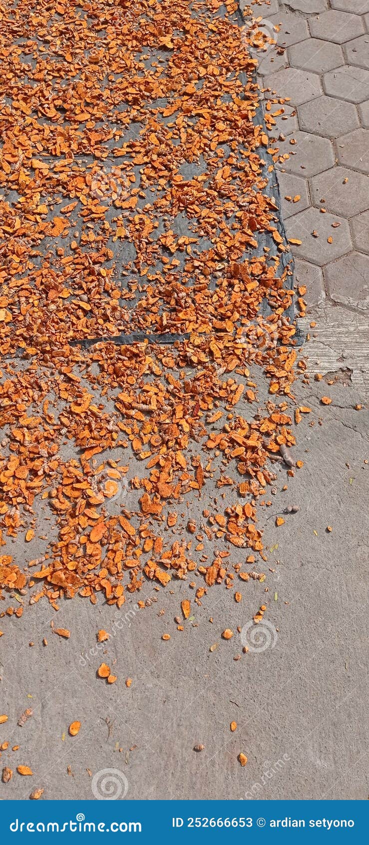 Turmeric drying process stock image. Image of process - 252666653