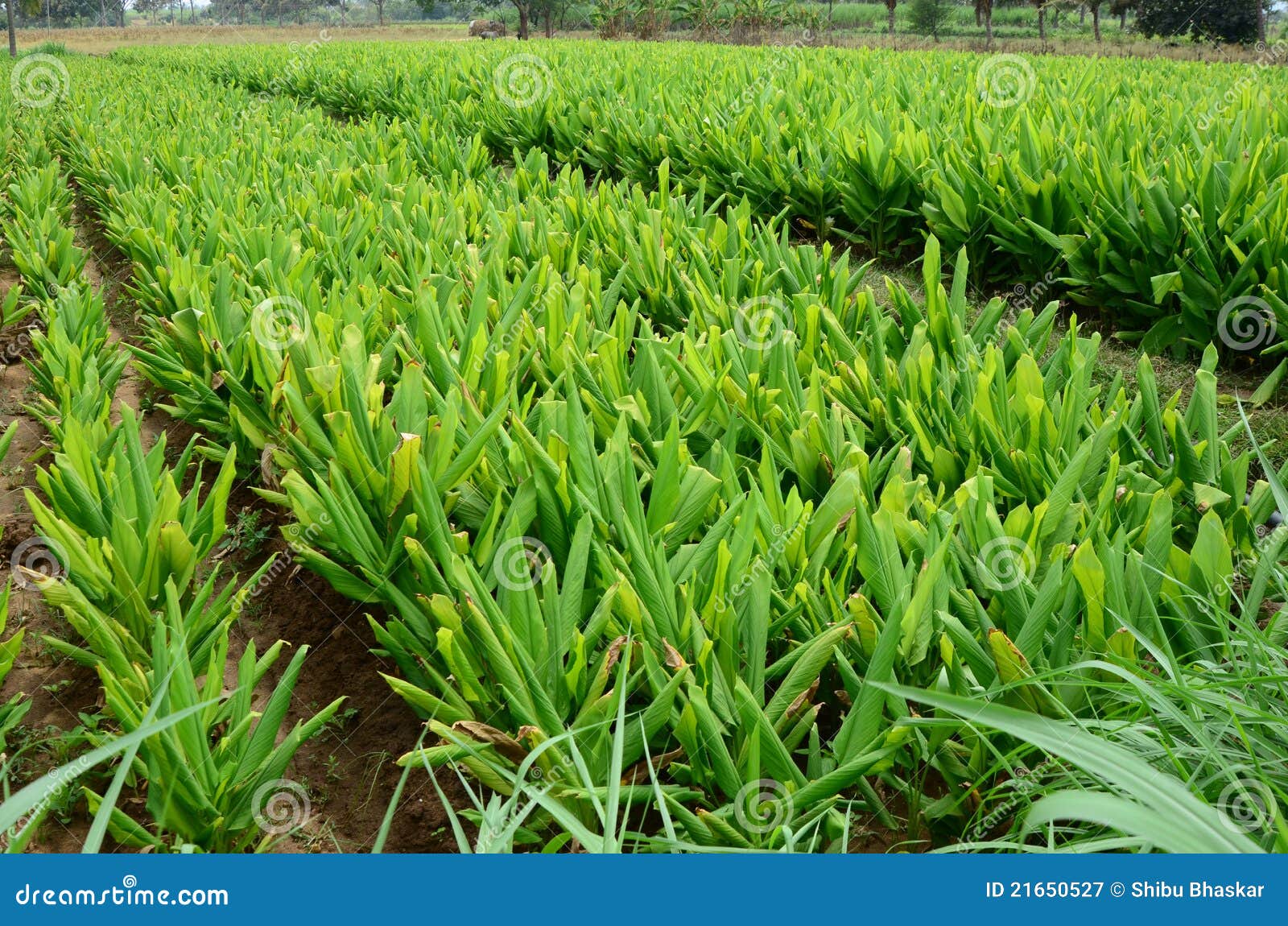 Turmeric Farm stock image. Image of agriculture, herb - 21650527