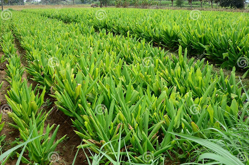Turmeric Farm stock image. Image of agriculture, herb - 21650527