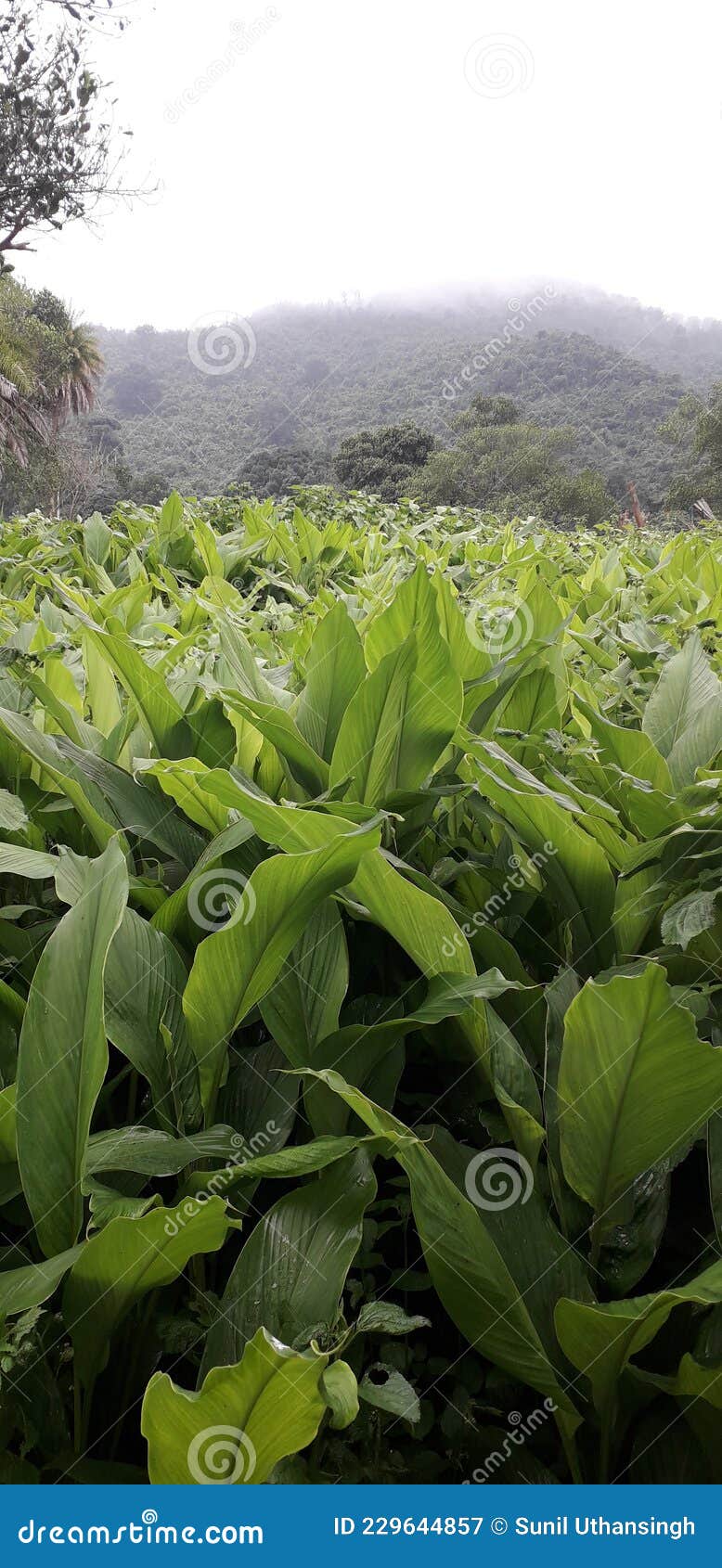 Turmeric Field Near Trees and Mountain Stock Image - Image of mountain ...