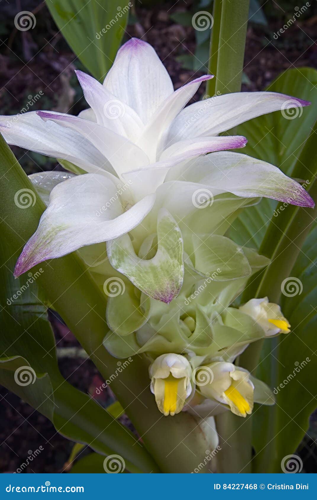 Turmeric Flower Curcuma Longa Stock Photo - Image of root, curcumina ...