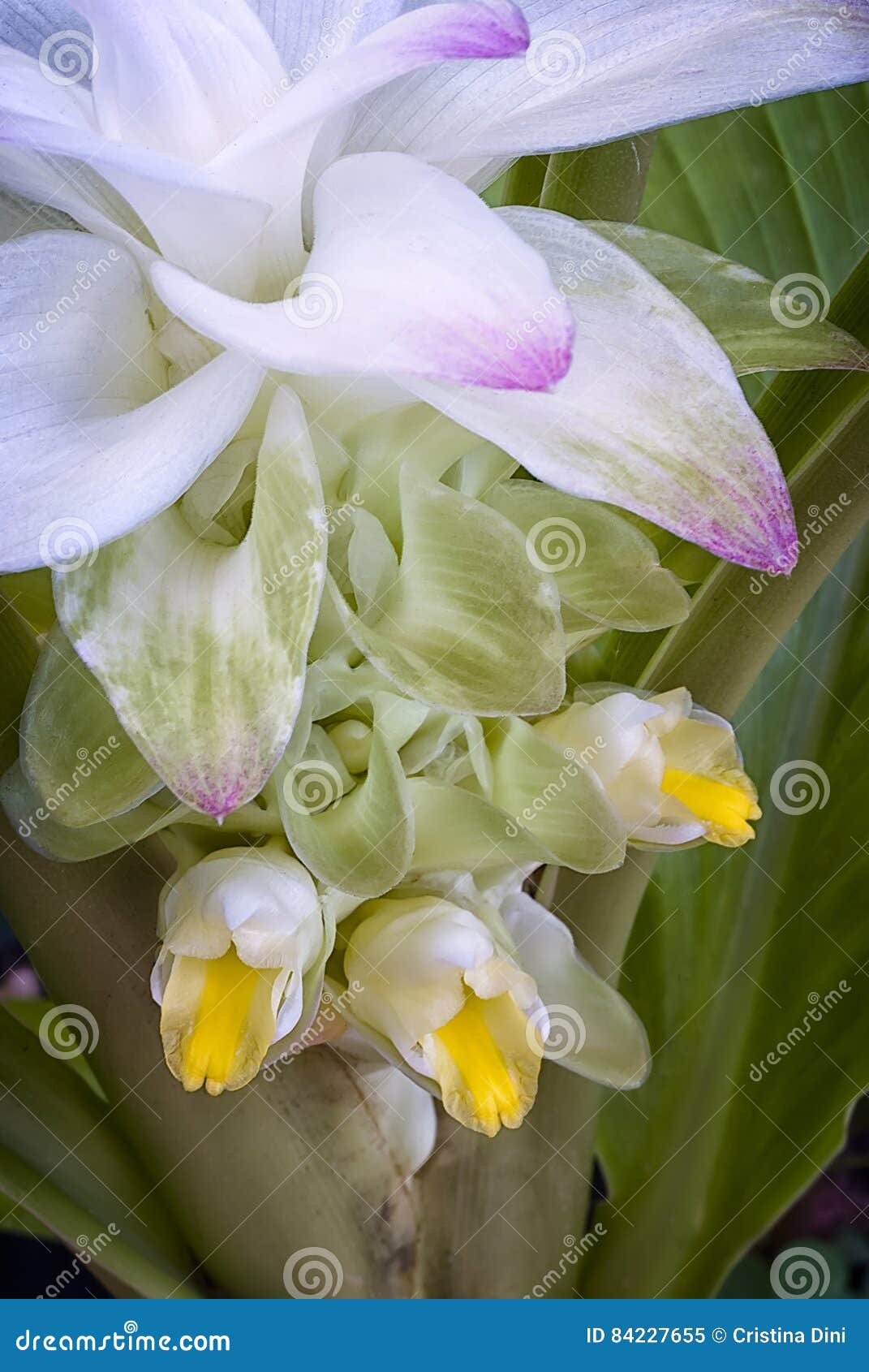Turmeric Flower Curcuma Longa Stock Image - Image of ingredient ...