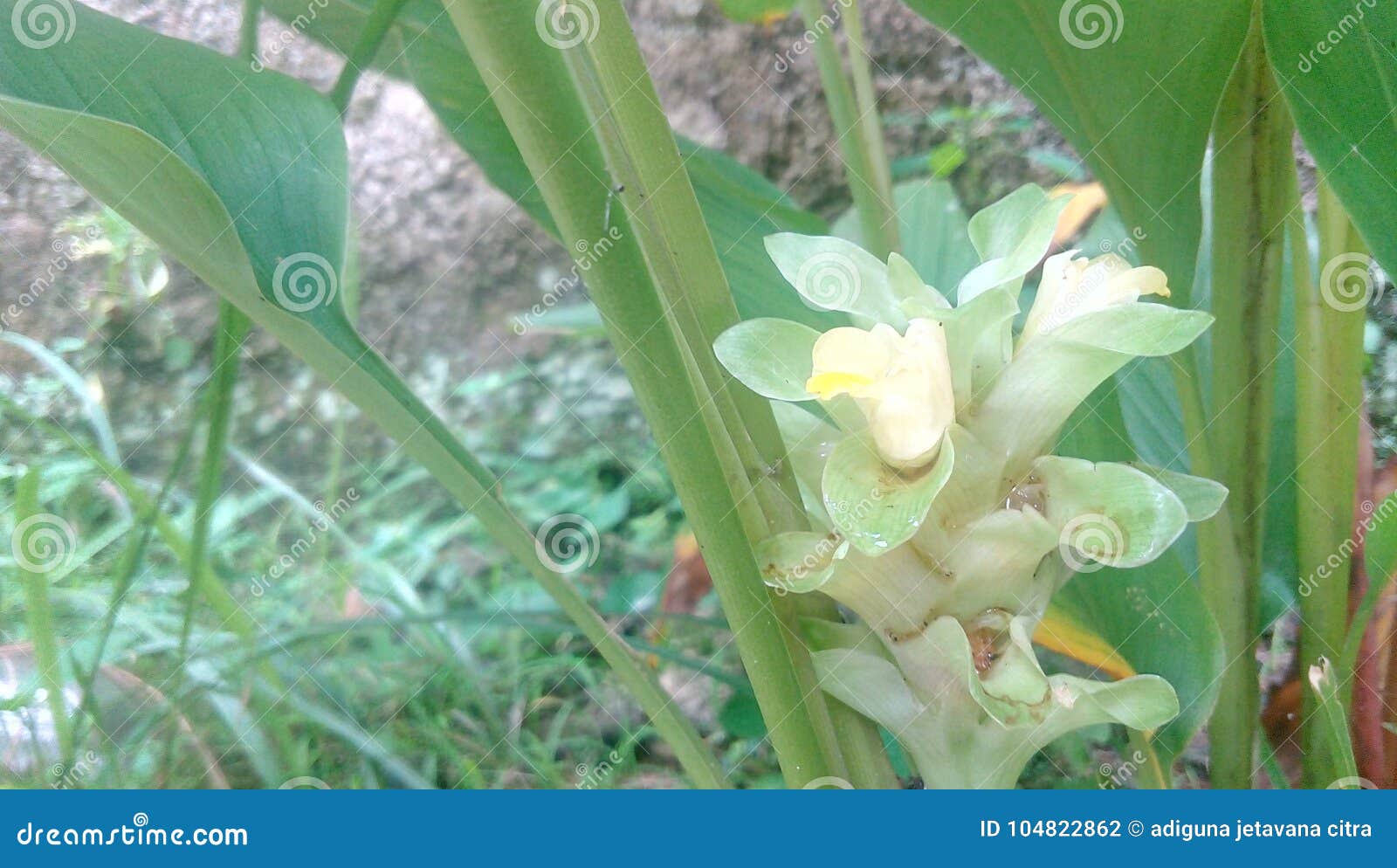 Turmeric Flower before Have Bloom Stock Photo - Image of rock, eating ...