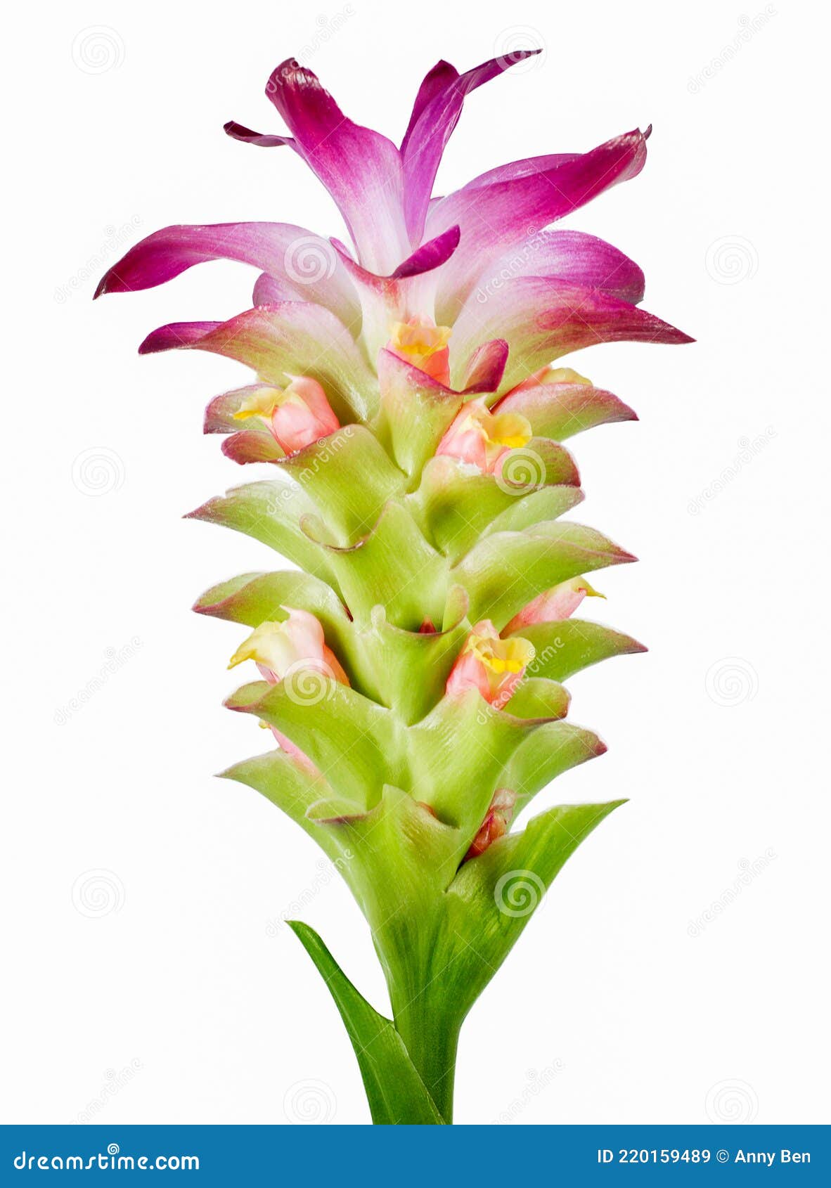 Turmeric Flower Isolated on White Background Stock Image - Image of ...