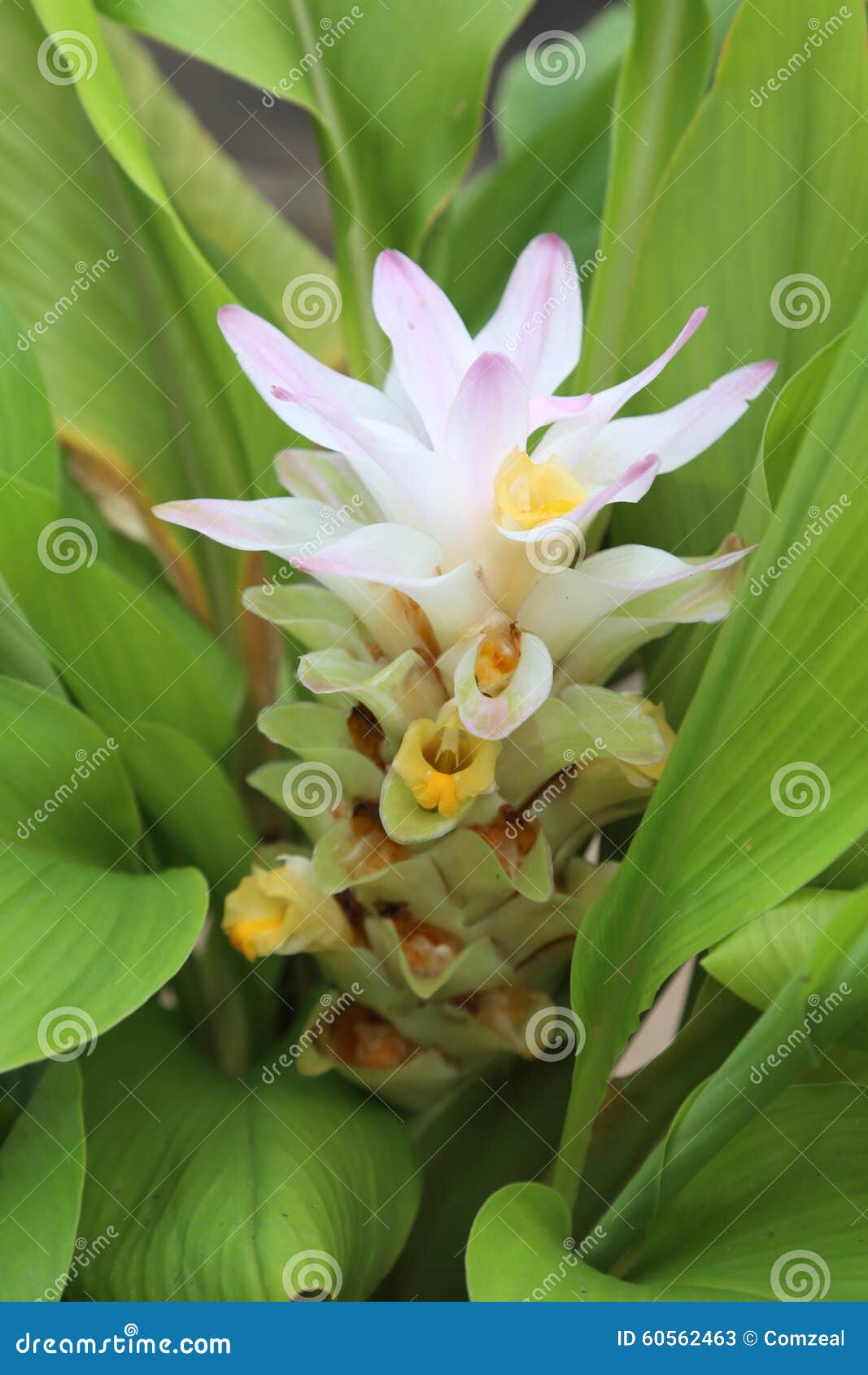 Turmeric flower stock image. Image of nature, flower - 60562463