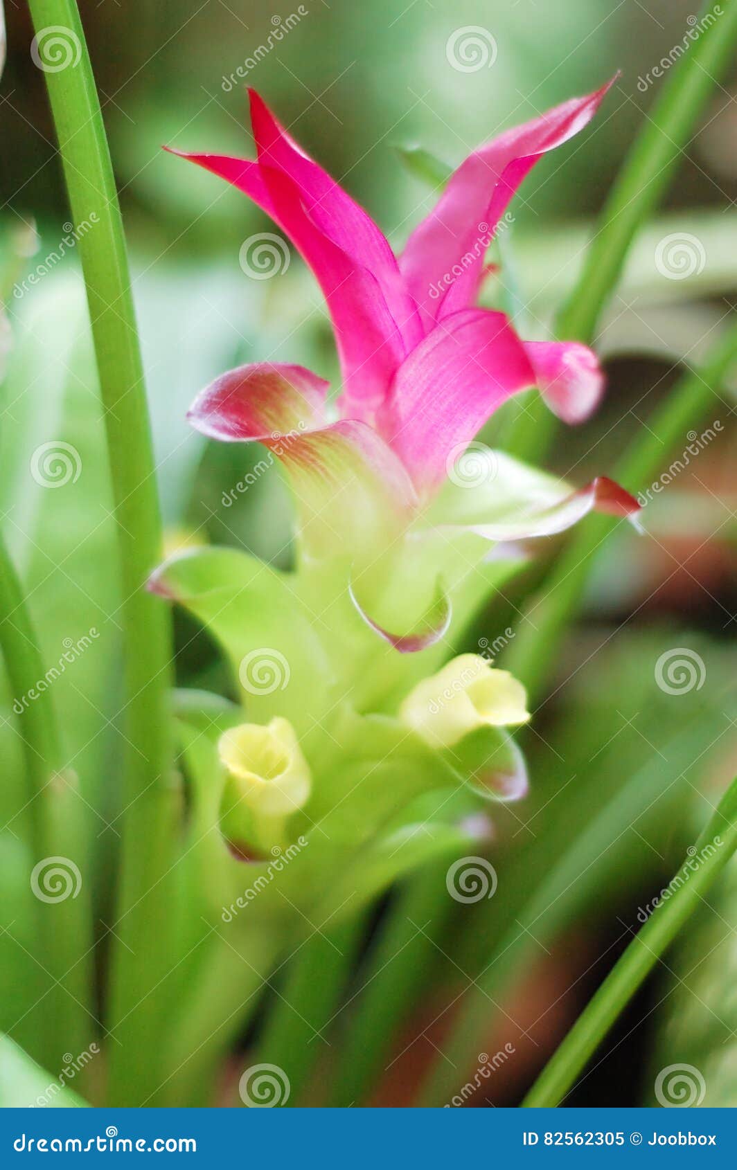 Turmeric Flower stock image. Image of botany, curcuma - 82562305