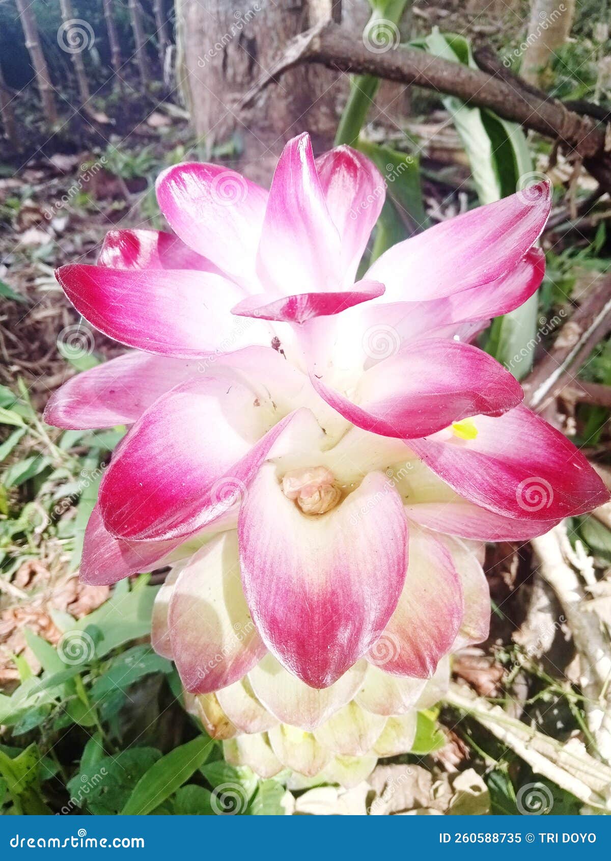 Turmeric Flower with Pink and White Color Stock Image - Image of white ...