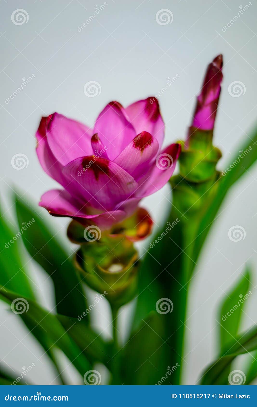 A turmeric flower stock image. Image of turmeric, plant - 118515217