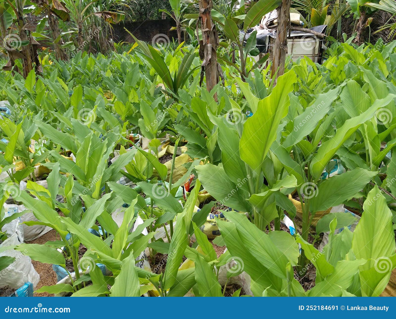 Turmeric(Kaha) and Small Plants in Sri Lanka. Stock Image - Image of ...