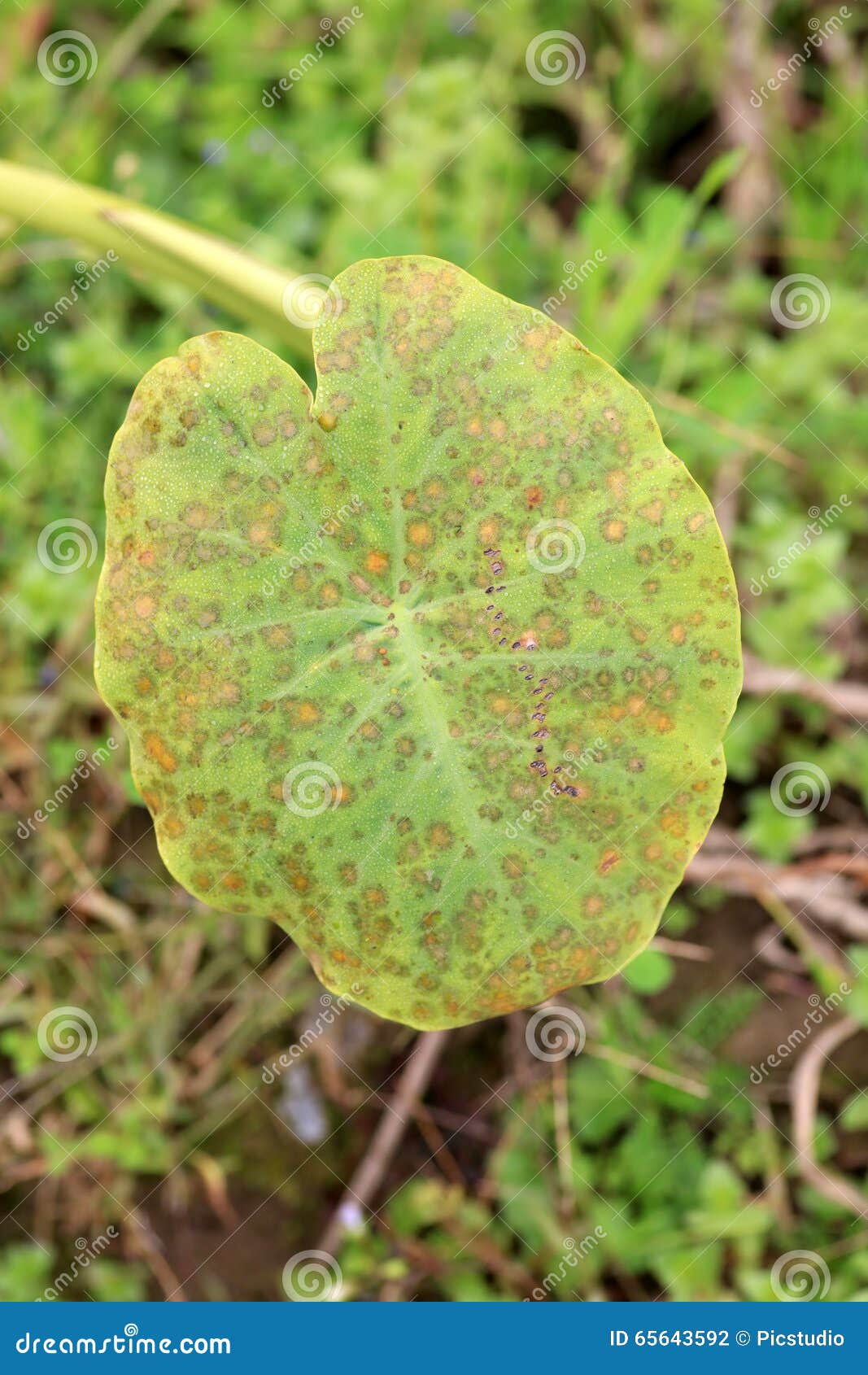 Turmeric leaf stock photo. Image of agriculture, detailed - 65643592