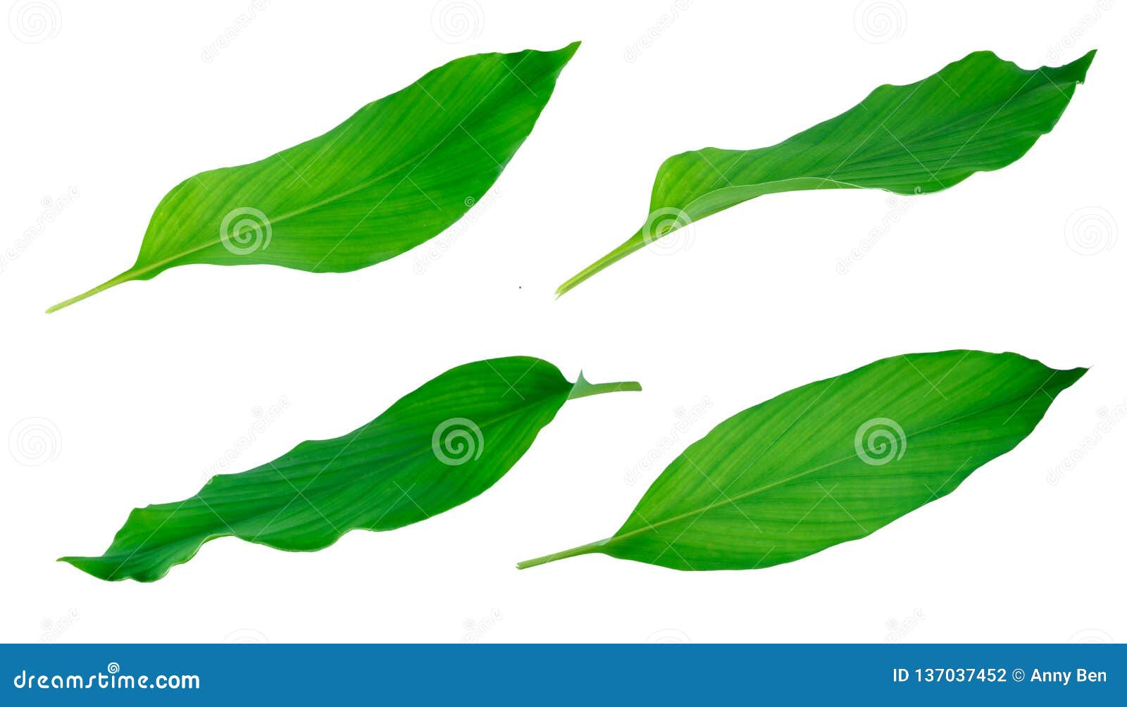 Turmeric Leaf Isolated on White Stock Photo - Image of longa ...