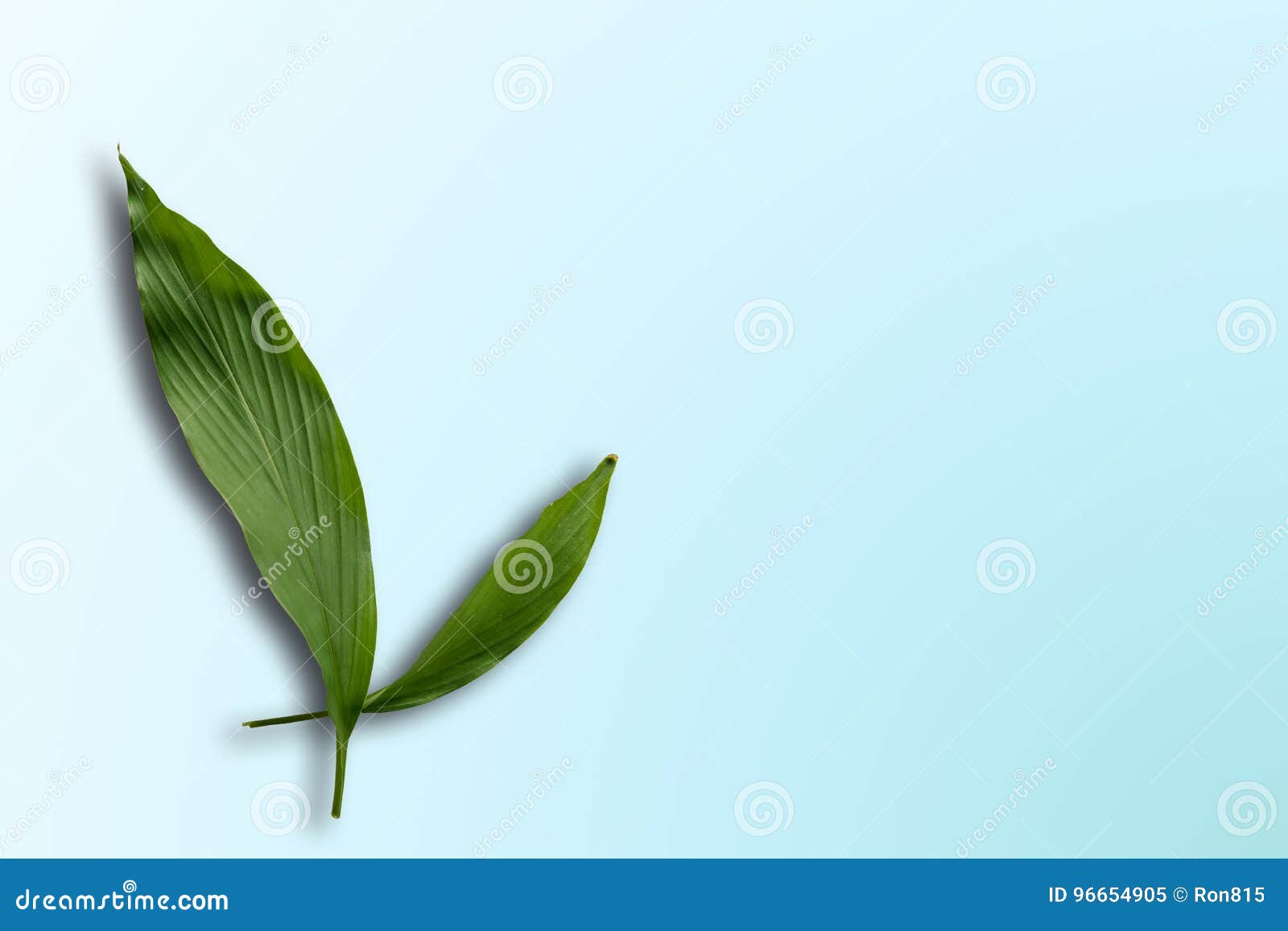 Turmeric leaf stock image. Image of beautiful, health - 96654905